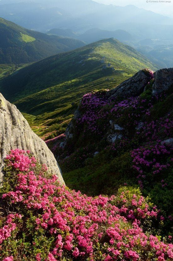 Mountains and Their Ecosystems: Exploring Alpine Biodiversity | by ...