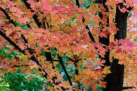 Autumn Blaze Maple- A beautiful tree | by Bala | Medium