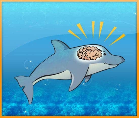 The Wonderful World of Dolphins: Intelligence, Sociality, and ...