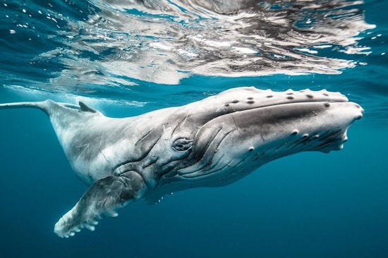 Whales, Dolphins, and Porpoises!. The book Whales Dolphins and ...