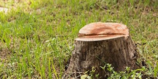 What Is The Fastest Way To Get Rid Of A Tree Stump? | Medium