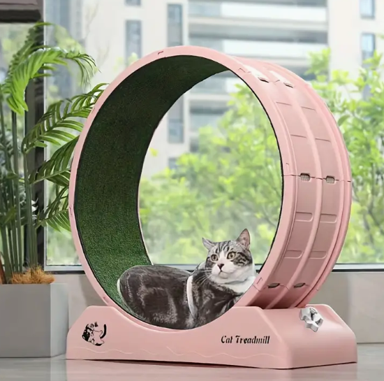 Cat Aerobics: 5 Entertaining Exercises to Trim and Tone Your Tabby | by ...