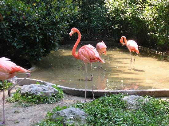Unveiling the Flamingo Ecosystem: A Comprehensive Overview of the DeFi ...