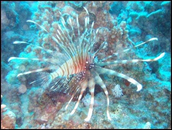 Hanging around Rick’s Reef. Entry 118. Dahab, Egypt Tuesday… | by ...