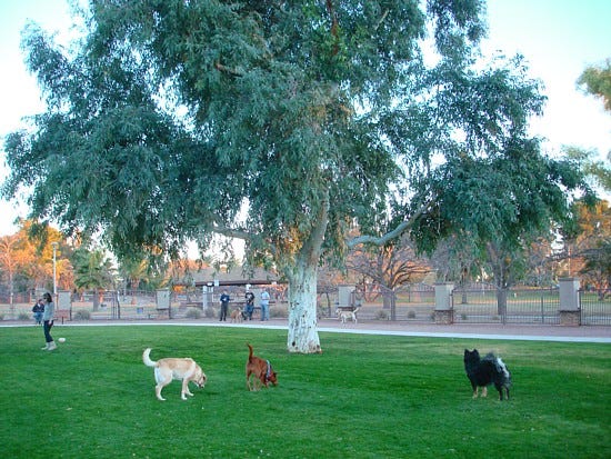 Dog Parks as Urban Green Spaces. For our final project, my group ...