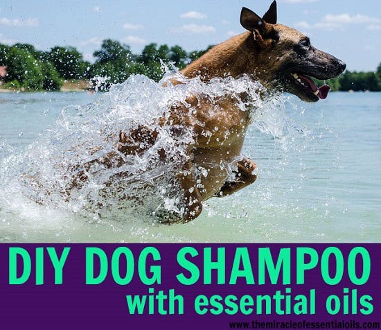 Easy Homemade Dog Shampoo. DIY Essential Oil Dog Shampoo | by Valentina ...