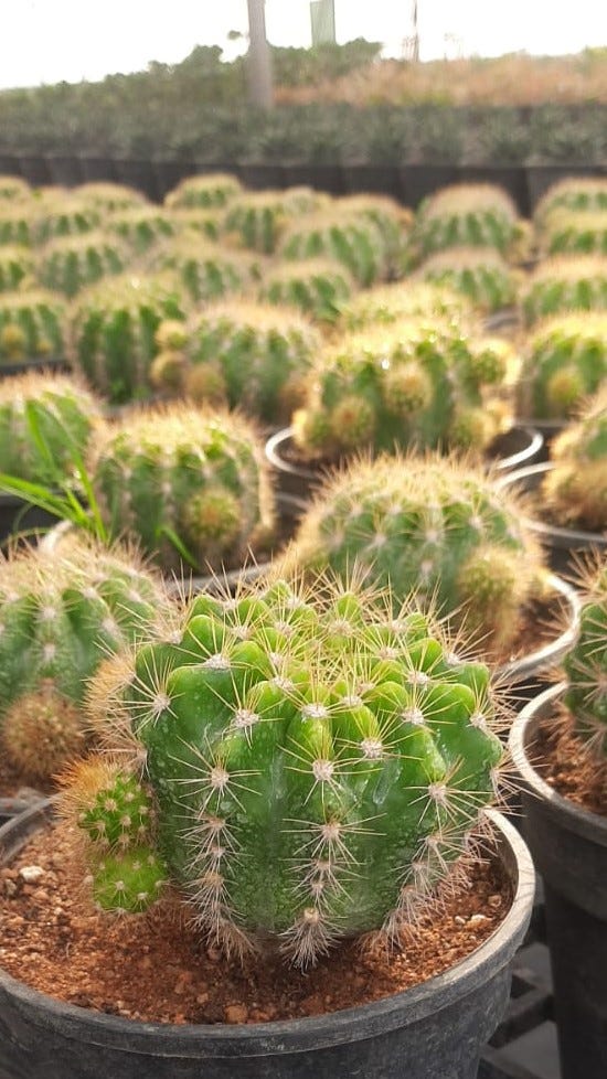 World of Cactus - Rathinasabapathy B - Medium