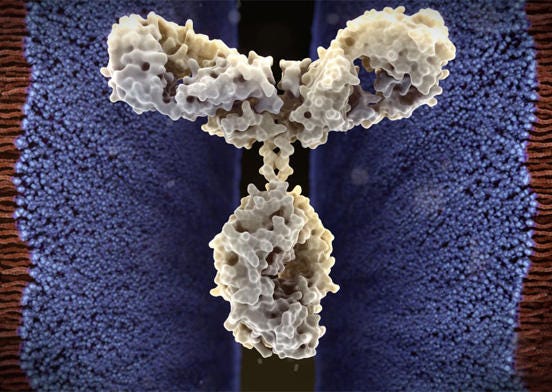 The Immune Checkpoint Holds Great Promise for Cancer Immunotherapy | by ...
