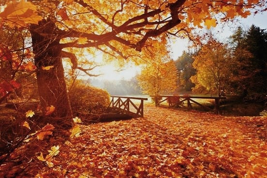Autumn or fall is an appealing season | by UsmanNaseer | Nov, 2024 | Medium