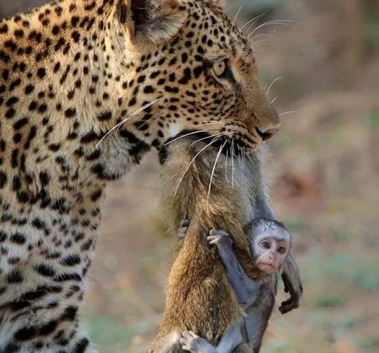 DON’T CLING TO A DEAD MONKEY - Ed Conley - Medium