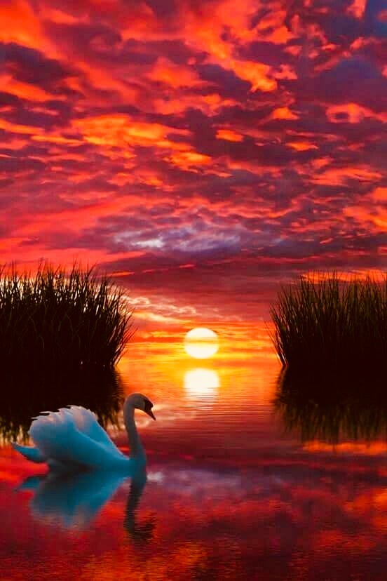 Haiku — / swans Sunset. . Feather-mine … enfolded | by kurt gasbarra ...