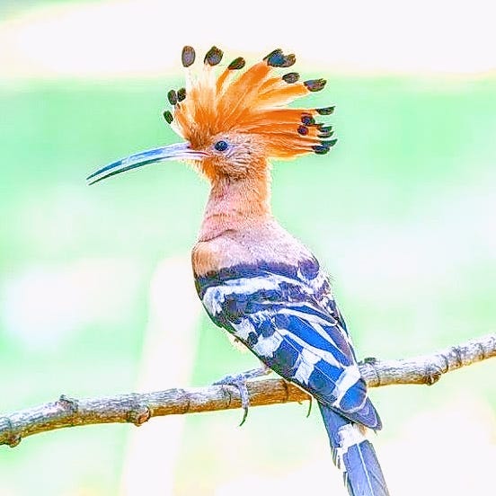 "Do you have at least some idea which nation has assigned the Hoopoe ...