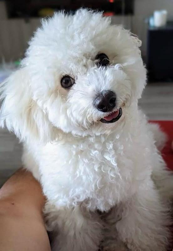 One Good Dog Deserves Another. The Many “Resi-Dogs” of Telok Blangah ...