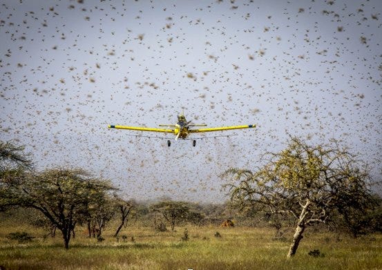 Monitoring Locust Swarms Using Drones | by The Geospatial | Medium
