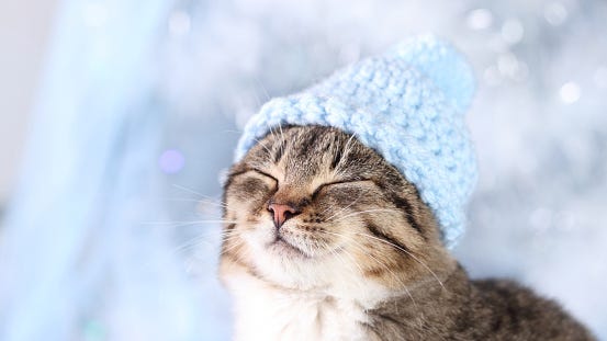Winter Cat Care. How to care for cats during winter | by Aiden | Dec ...