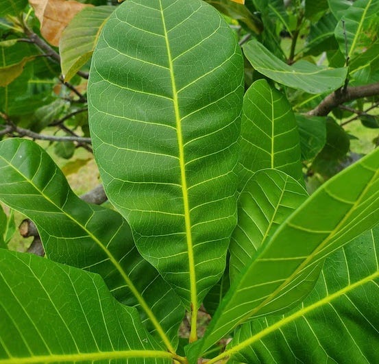 I Discover This Remarkable Healing Properties of Cashew Leaves | by ...