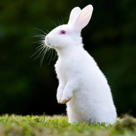 History of the Rabbit From the Wild to the Domesticated | by Muhammad ...