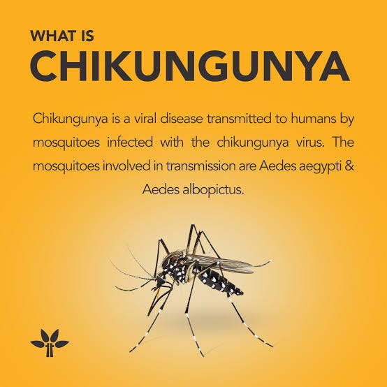 "Chikungunya Viral Infection". Chikungunya Symptoms include fever and ...