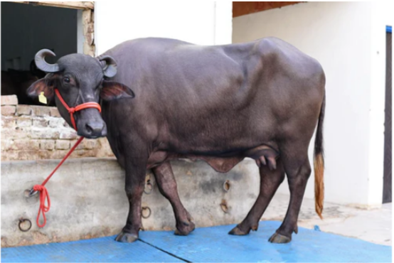 Murrah Buffalo Dairy: An Ultimate Guide | by Merapashu360 | Medium