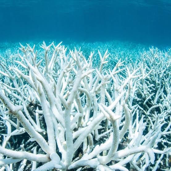 Permasalahan di Oseanografi : Coral Bleaching (Pemutihan Karang) | by ...