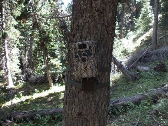 Tips on Mounting Trail Cameras and Keeping Them Secure | by Jackly ...