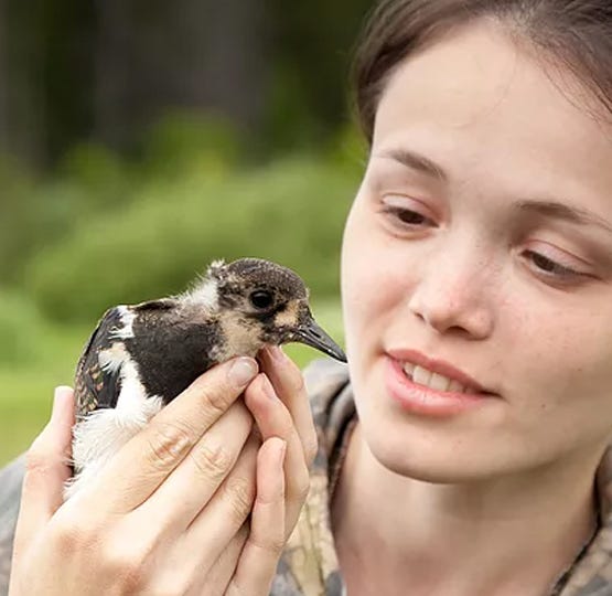 Effective Bird Abatement Solutions by Aaron Solutions in San Francisco ...