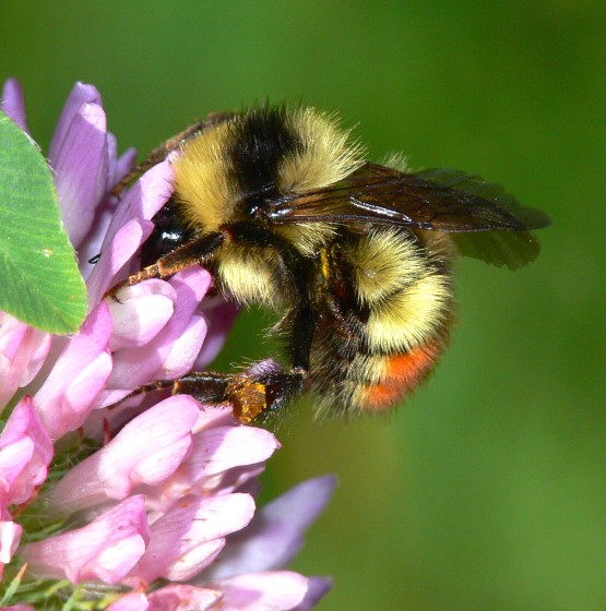 Lazy lawn mowers providing habitat for bees | by U.S. Fish & Wildlife ...
