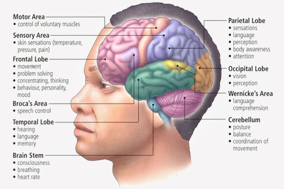 Main Parts Of The Brain And Functions
