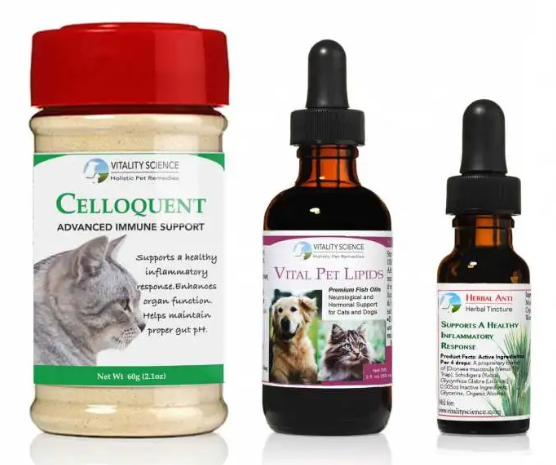 advanced immune restoration for cats | by Vitality Science | Medium