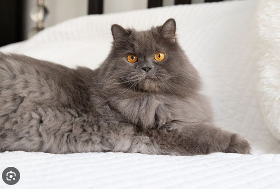 Why do We need to have a cat as a pet? | by Muqaddas Batool | Medium