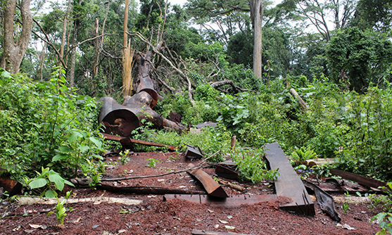 Dropping the coats on Uganda’s deforestation problem through collective ...