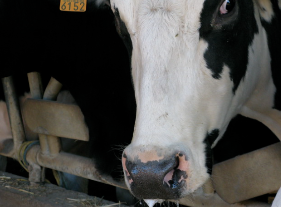 The Mad Cow Crisis: An Objective Analysis of a Health Challenge | by S ...