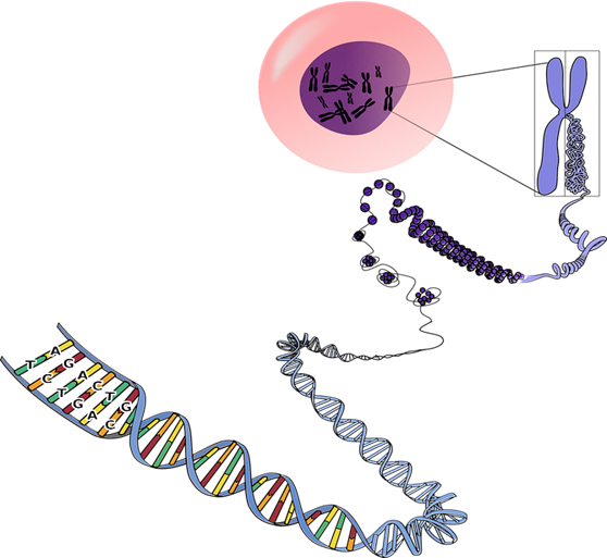 Nussinov’s RNA Folding Algorithm. First, we need to know, what Nussinov ...
