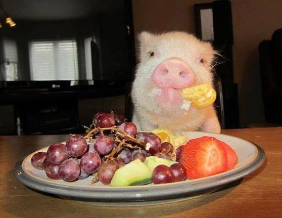 Philosophy: Who should we have for Christmas Dinner? | by Marcus Dredge ...