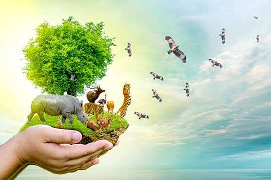 Environmental Diplomacy and Climate Change | by Elizebeth Salami Oiza ...