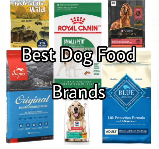Best Dog Food Brands you should consider for your pet | by Ahmmi Jutt ...