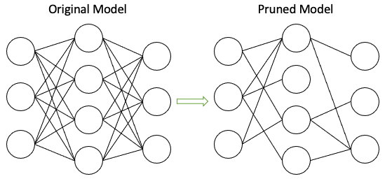Prune Size Comparison