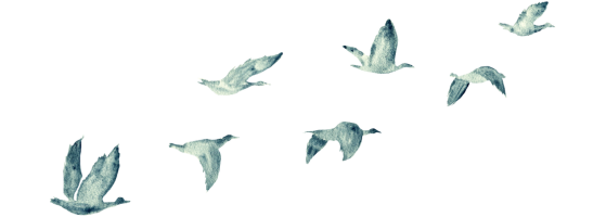 When you feel behind, look to your inner bird | by Radha Pyari Sandhir ...