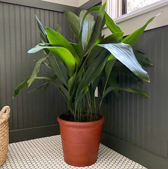 Cultivate & Thrive: Your Urban Indoor Plant Stores | by The Plant Firm ...