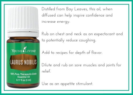 Laurus Nobilis: The Noble Essence of Exploring the Therapeutic ...