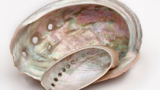 Nacre and smartphones?. Some shells are sparkling inside… | by ...