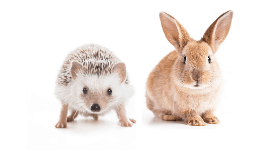 Can rabbits and hedgehogs eat the same food? | by Askrabbit | Medium