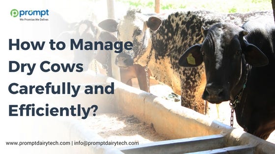 How to Manage Dry Cows Efficiently and Carefully? | by Prompt Dairy ...