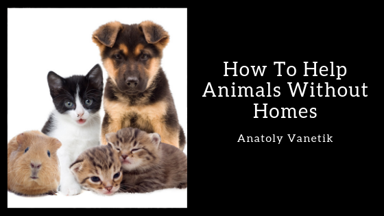 How To Help Animals Without Homes | by Anatoly Vanetik | Medium