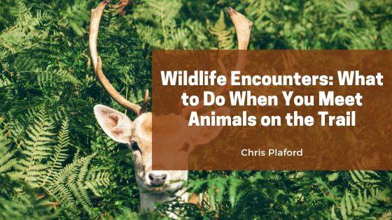 Wildlife Encounters: What to Do When You Meet Animals on the Trail | by ...