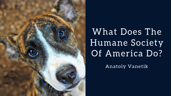 What Does The Humane Society Of The United States? | by Anatoly Vanetik ...