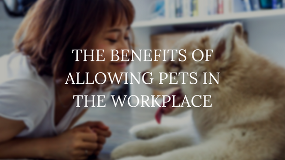 The Benefits of Allowing Pets in the Workplace | by Paul Saunders | Medium
