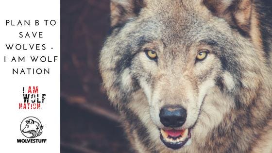 PLAN B TO SAVE WOLVES — I AM WOLF NATION | by Wolvestuff | Medium