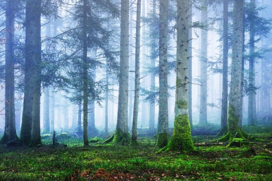 Lost. When you are lost in the forest these… | by Matthew Crafa | Medium