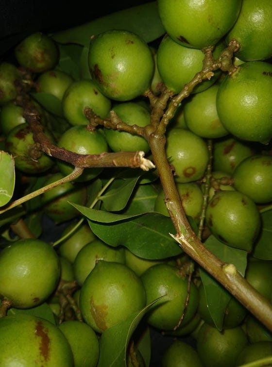 What Is Guinep?. So you’re driving around Barbados… | by Gabrielle ...